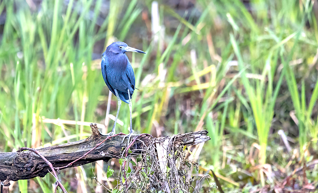 WEEKLY WILDLIFE PHOTO - The Wakulla Sun
