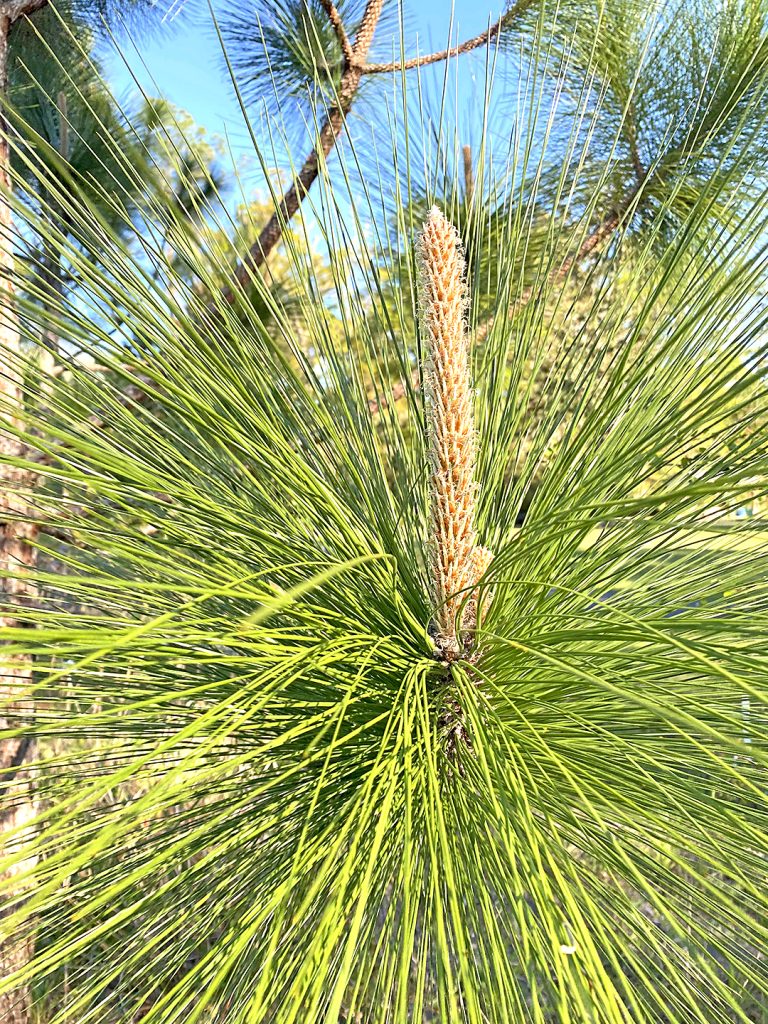 FLOWER OF THE WEEK AT SOPCHOPPY DEPOT PARK - The Wakulla Sun